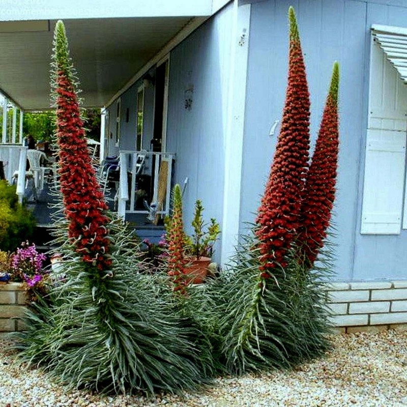 Toranj Dragulja Crveni Seme (Echium wildpretii)