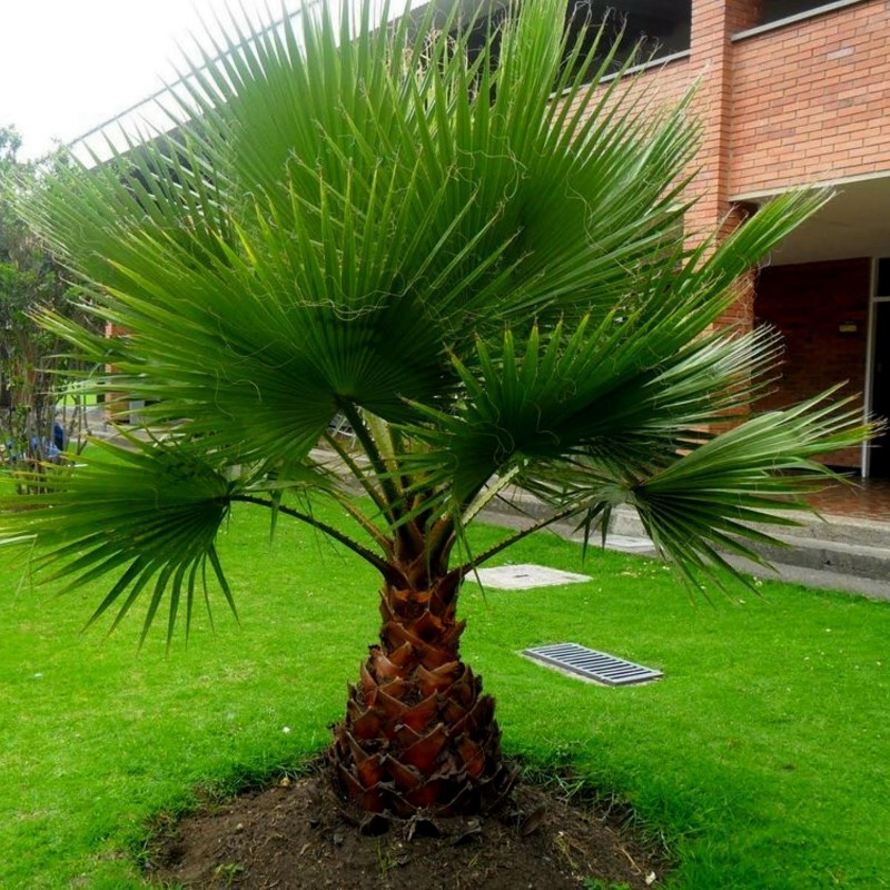 Kalifornijska lepezasta palma Seme (Washingtonia filifera)