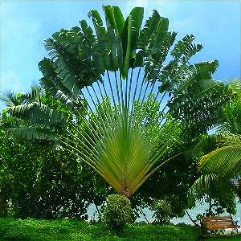 Travelers Palm Seme