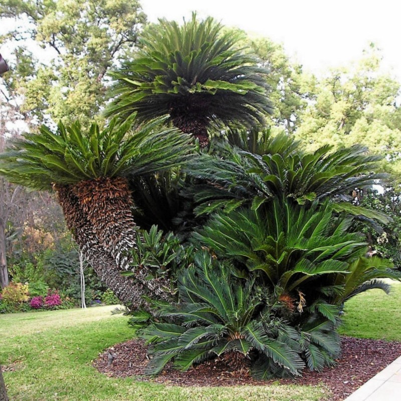 Seme Palme CIKAS (Cycas revoluta)