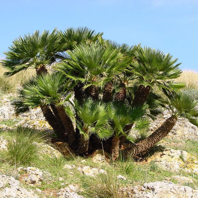 Mediteranska lepezasta palma, Evropska palma Seme (Chamaerops humilis)