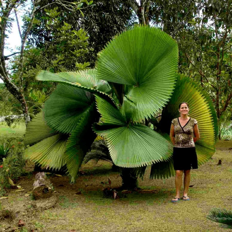 Talasasta Palma Seme - Ruffled fan Palm (Licuala grandis)