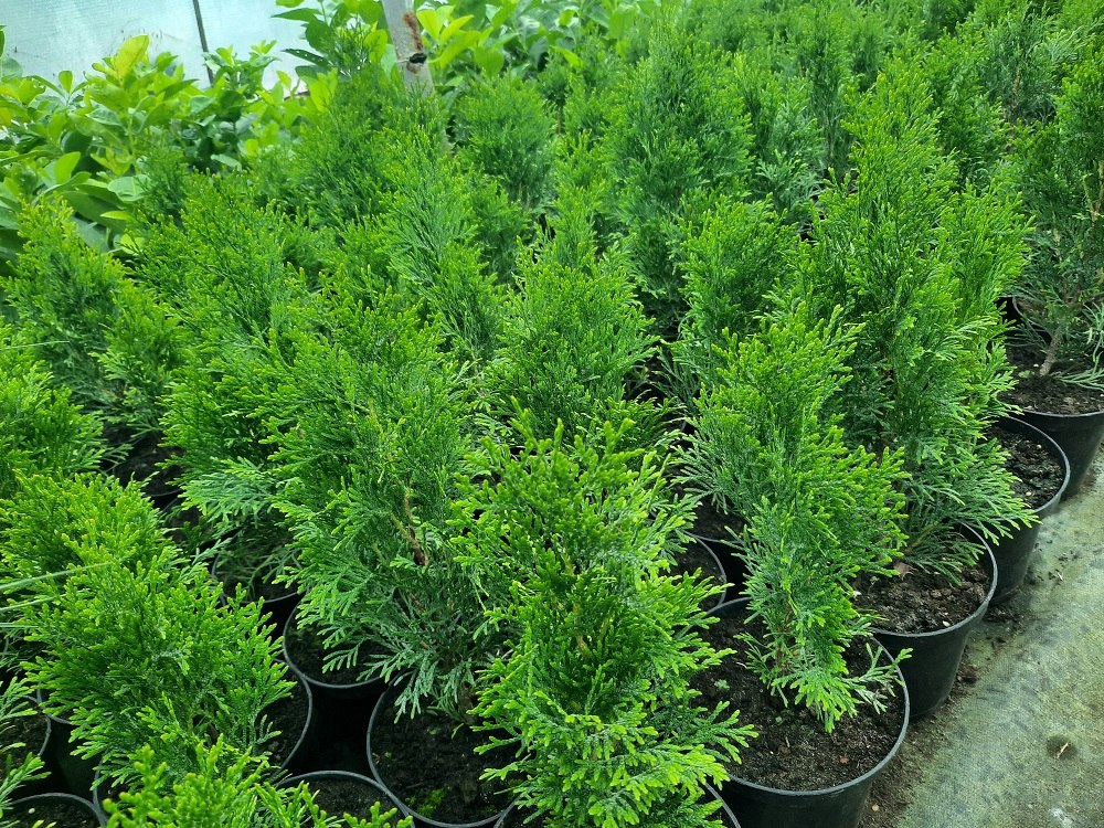 Thuja occidentalis ‘Smaragd’