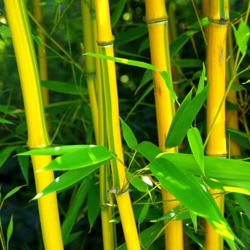 Zuti Bambus Seme, Clumping (Fargesia fungosa)