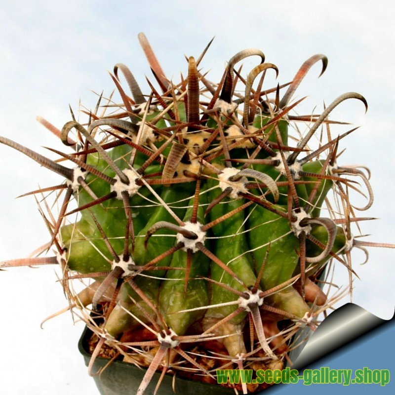 Seme kaktusa Ferocactus Peninsulae