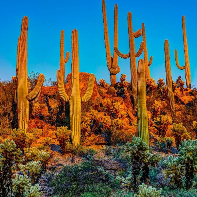 Saguaro Kaktus Seme (Carnegiea gigantea)