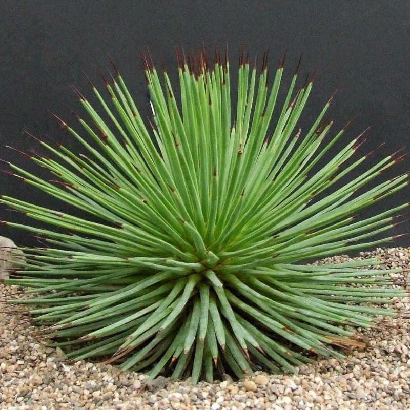 Egzoticna agava - Agave striata Seme