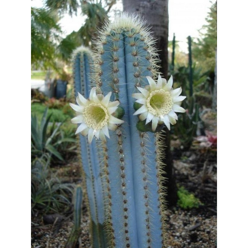 Seme Plavog kaktusa Blue Columnar (Pilosocereus pachycladus)