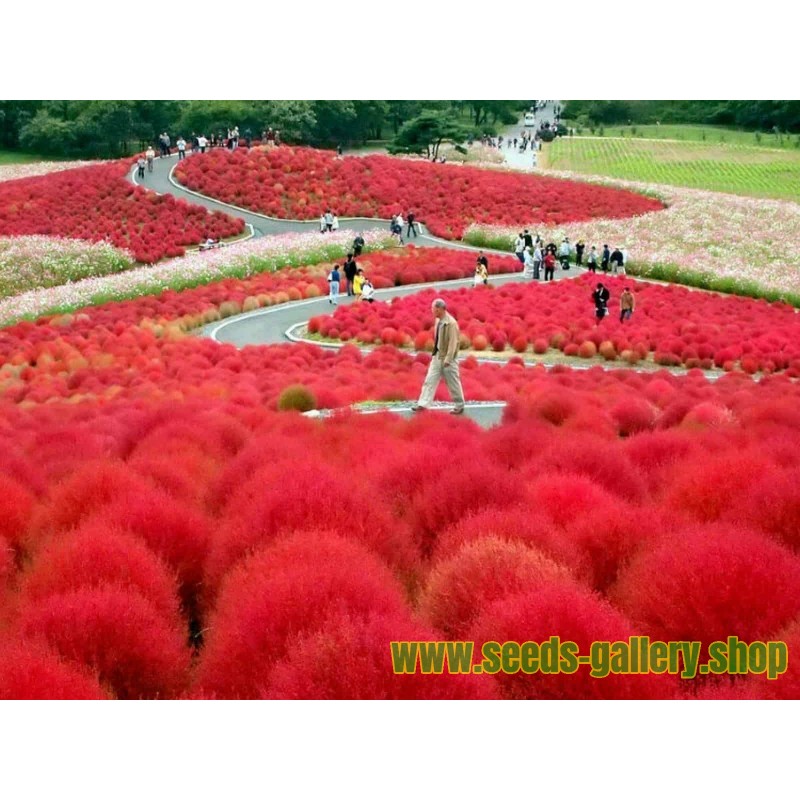 Burning Bush Seme (Kochia Trichophylla)