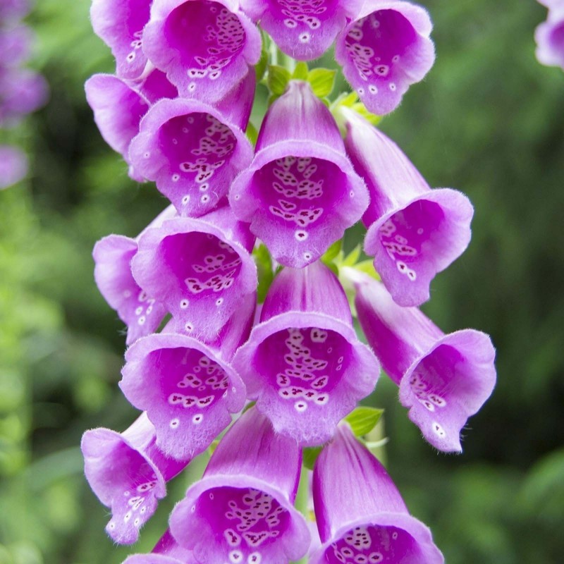 Digitalis Ruzicasti Seme