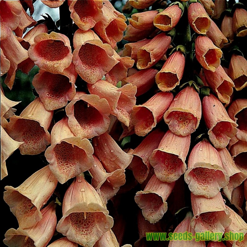 Digitalis Seme Suttons Apricot