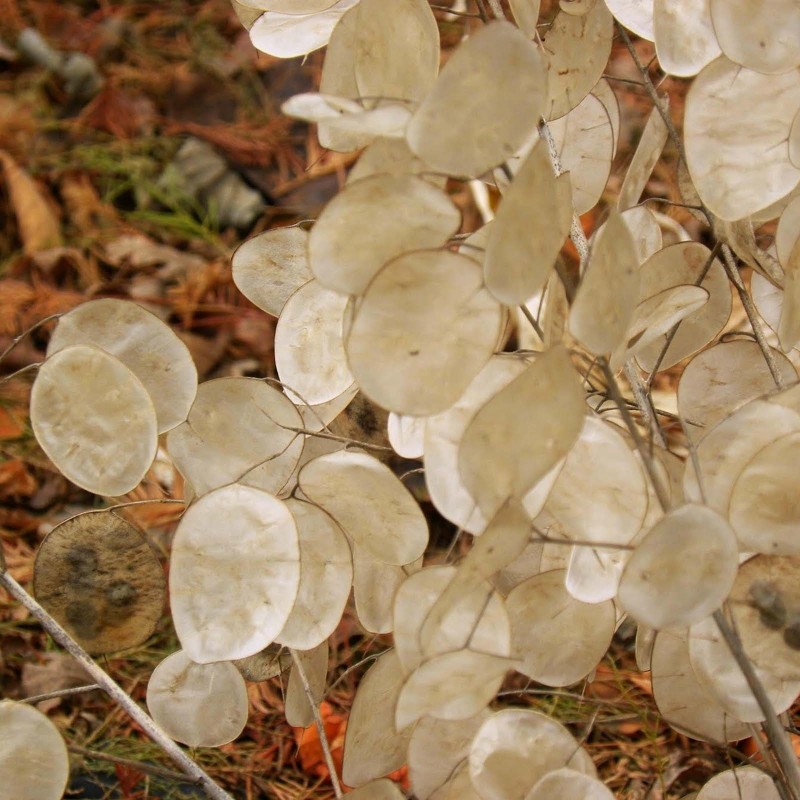 Lunarija Judini Novcici Seme (Lunaria annua)