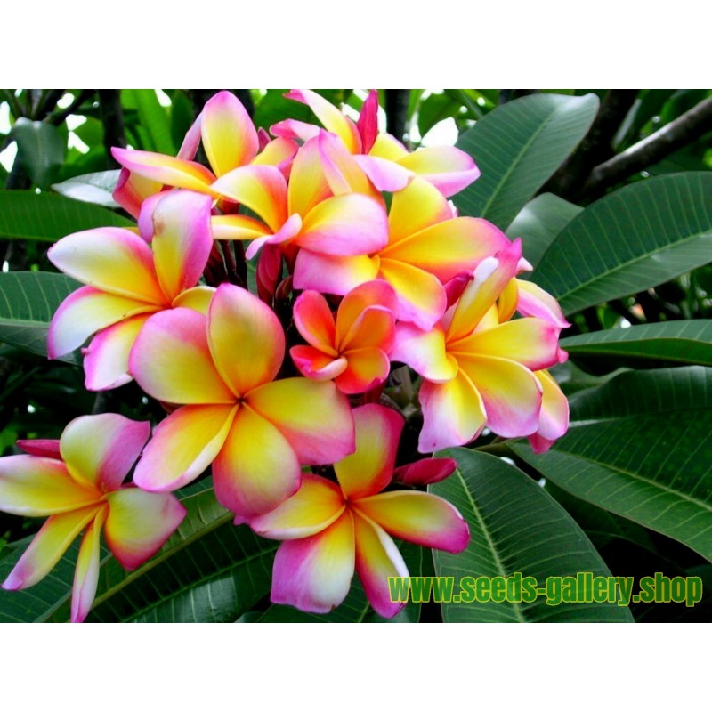 Plumeria Seme "Orange Spender"