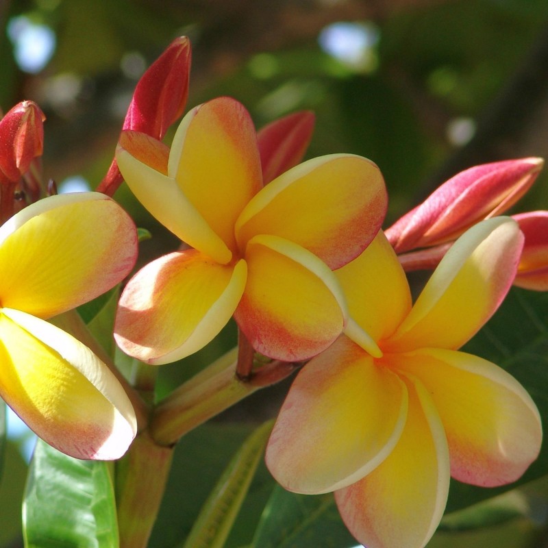 Plumeria Seme "Orangelight"