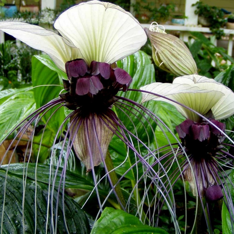 Beli Slepi Mis - Sismis Cvet Seme (Tacca chantrieri)