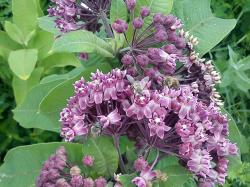 Cigansko perje (Asclepias syriaca)