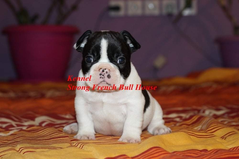 Francuski buldog