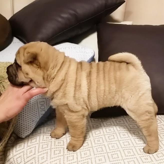 Shar Pei stenci