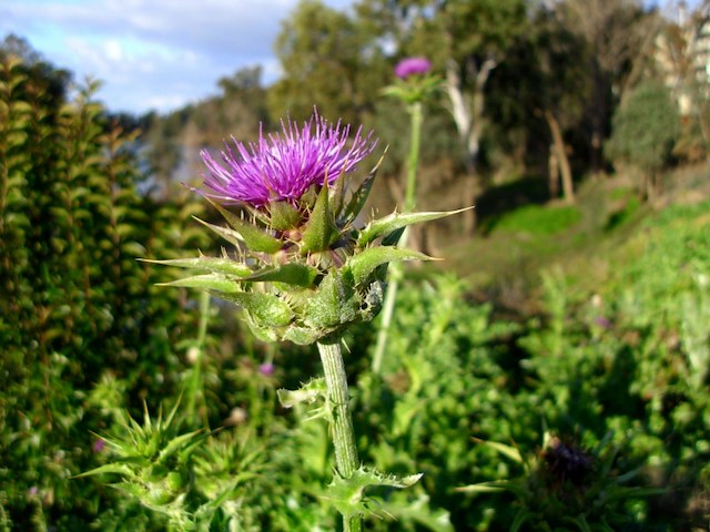 SIKAVICA - Silybum Marianum