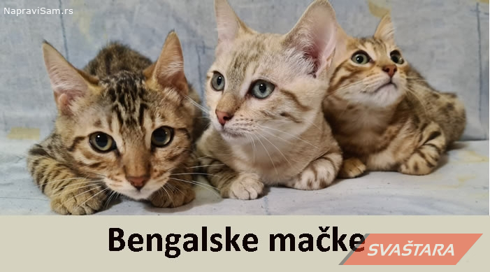 bengalaska macke