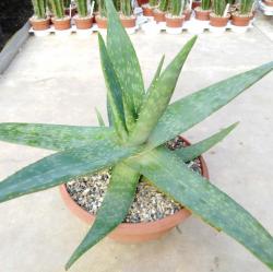 Aloe deltoideodonta v. brevifolia
