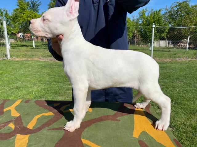 Dogo Argentino, štenci