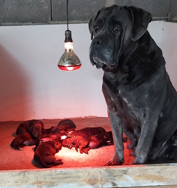 Cane corso stenci