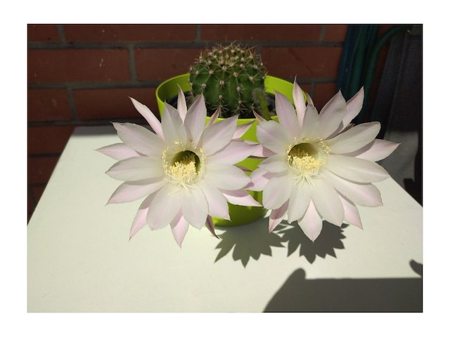 Kaktus Echinopsis eyriesii (Turpin)