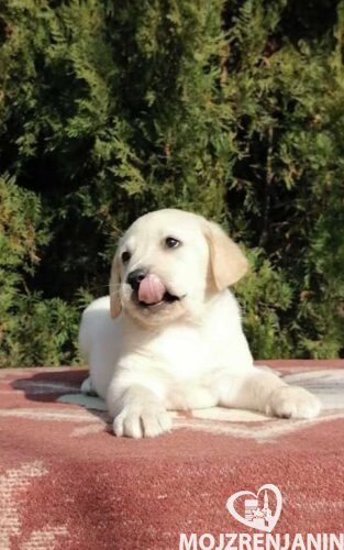 LABRADOR RETRIVER