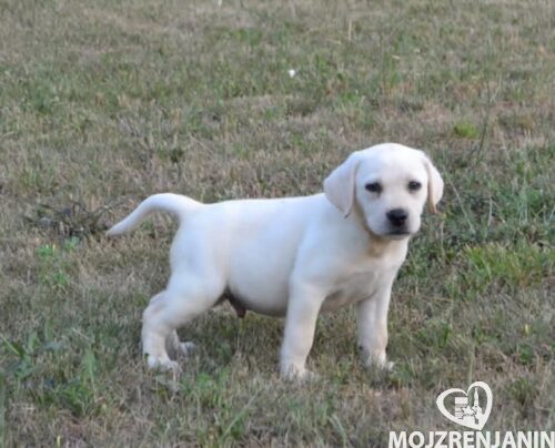 Labrador retriver