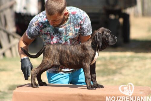 Cane corso štenci