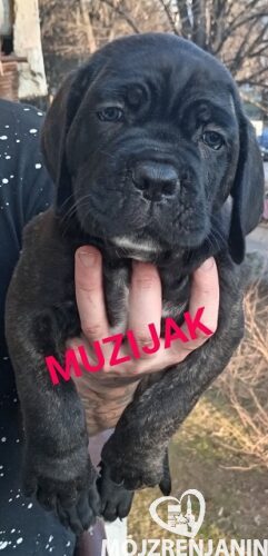 Cane corso štenci