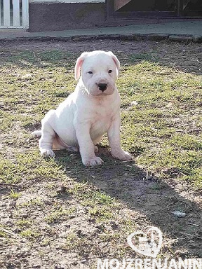 Dogo Argentino štenci