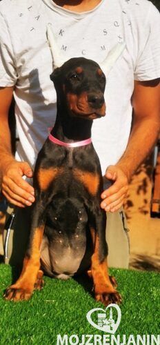 Doberman štenci