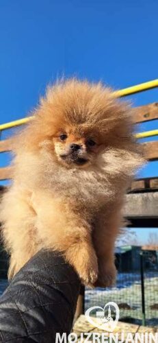 Pomeranac