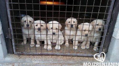 Labrador Retriver štenci