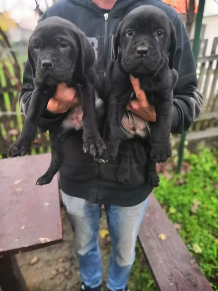 Cane corso stenci