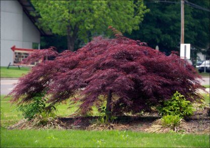 Patuljasti crvenolisni javor – Acer palmatum dissectum atropurpureum 60 cm