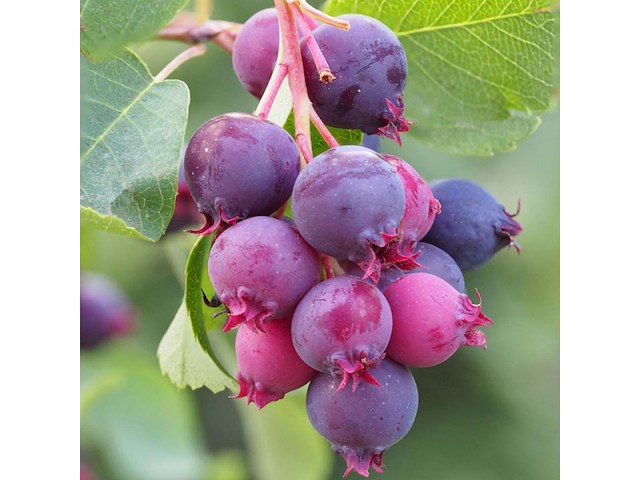 Merala Mongolska borovnica 2 (Amelanchier canadensis)