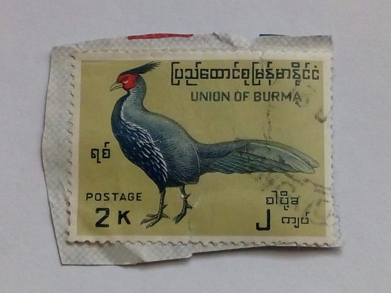 Ptica - Burma -