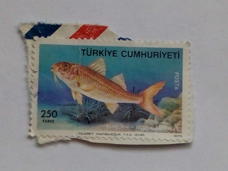 Riba Turska