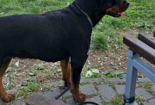 Štene Rottweiler