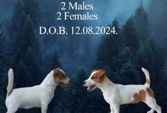 Velški Jack Russell Štenci