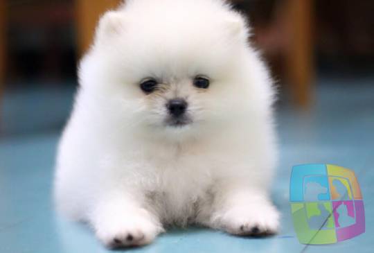 Pomeranski spic Boo