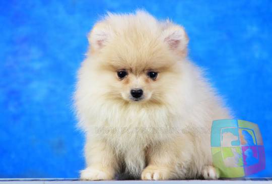 Pomeranski spic Boo