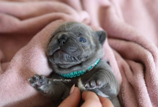 Cane corso muzijak slobodan za parenje