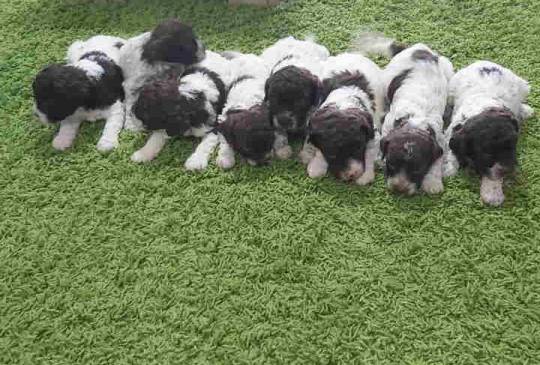 Stenci Lagotto Romagnolo na prodaju