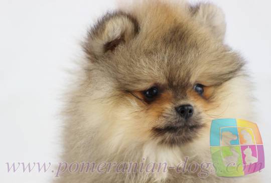 Pomeranac Boo stenci