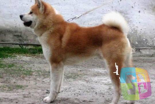 AKITA INU STENCI