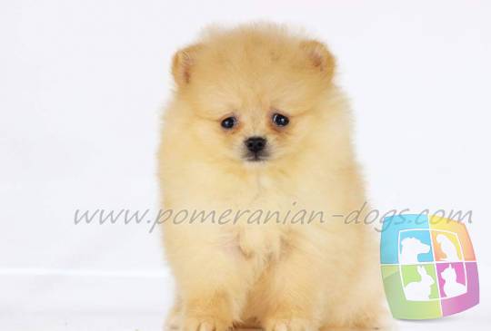 Pomeranac Boo zenkica